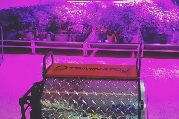 Triminator Mini Dry Marijuana Trimming Machine | Bud Trimmer